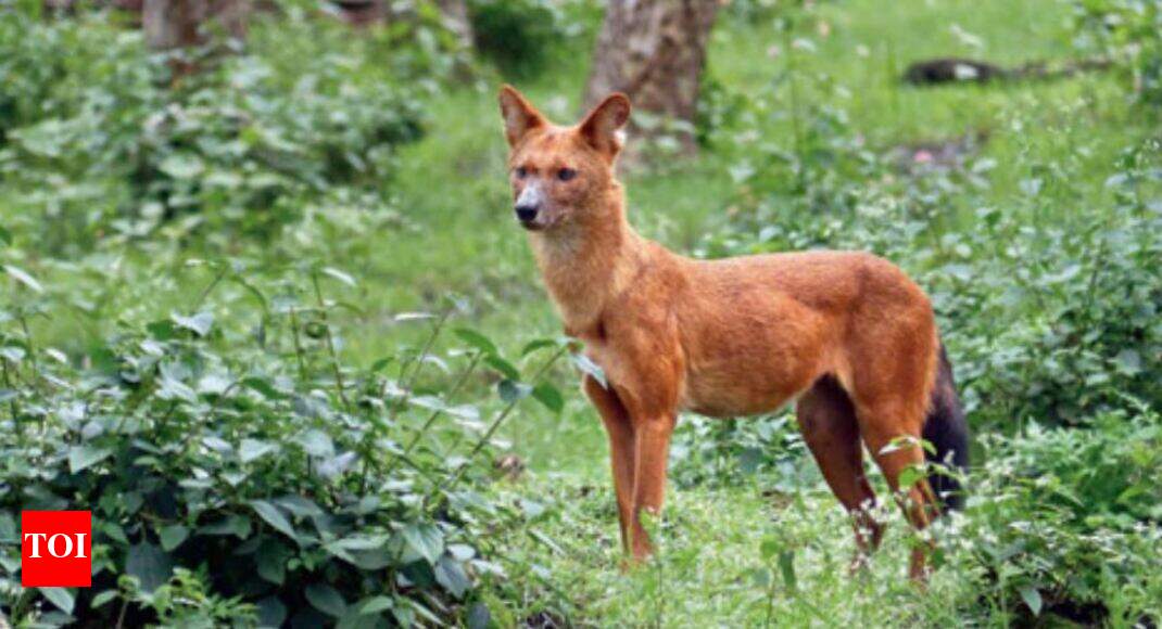 Researchers map home range of Asiatic wild dogs | Bengaluru News ...