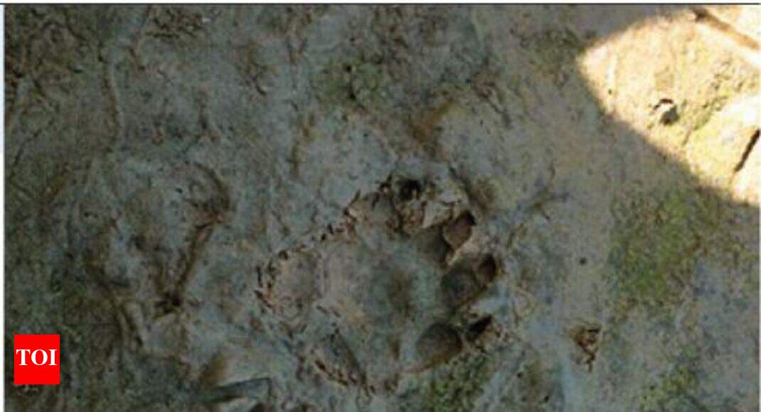 Leopard family of three spotted at Asola sanctuary | Delhi News - Times ...