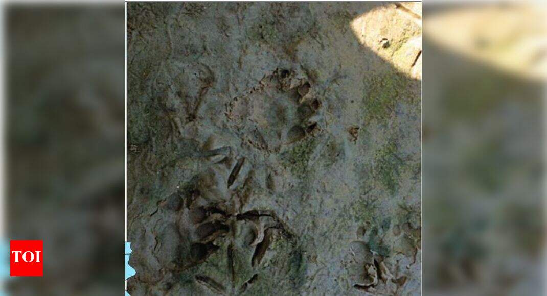 Leopard family of three spotted at Asola sanctuary | Delhi News - Times of India
