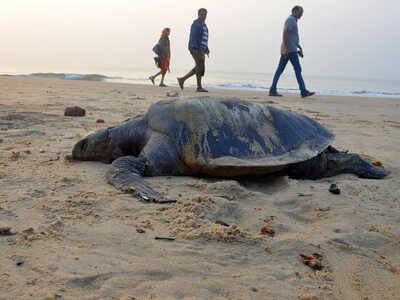 Turtles extend nesting area to Podampeta | Bhubaneswar News - Times of ...