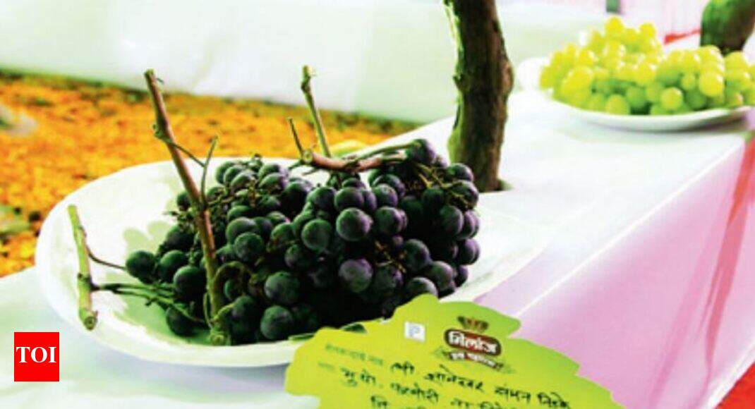 Bite into grapes with the zest of mangoes | Nashik News - Times of India