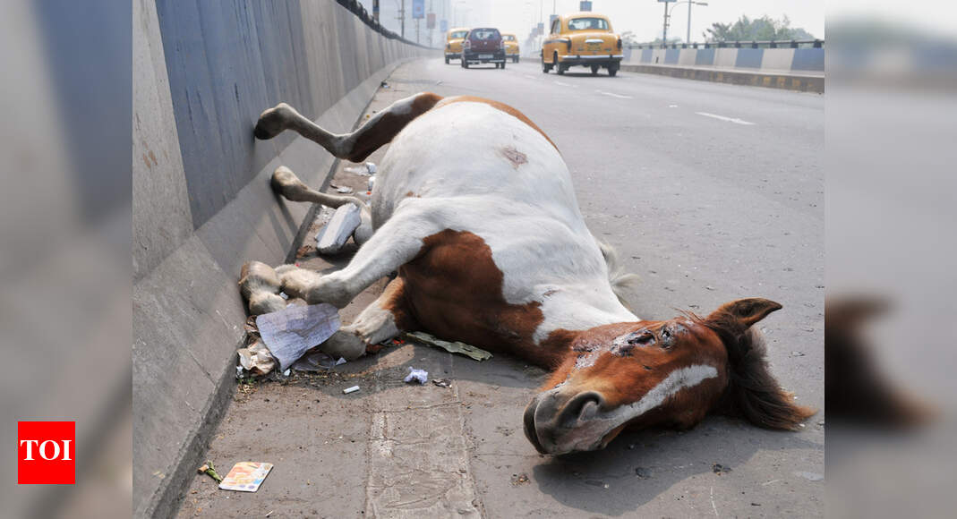 Glanders outbreak in Gwalior, 7 horses dead , several test positive ...