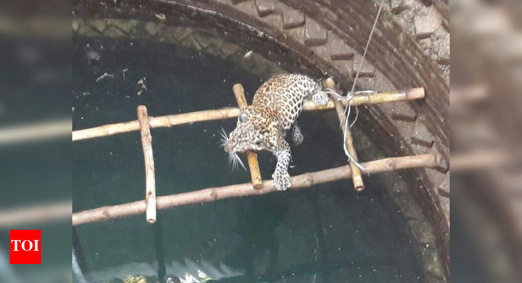 Leopard rescued from well in Surat | Surat News - Times of India