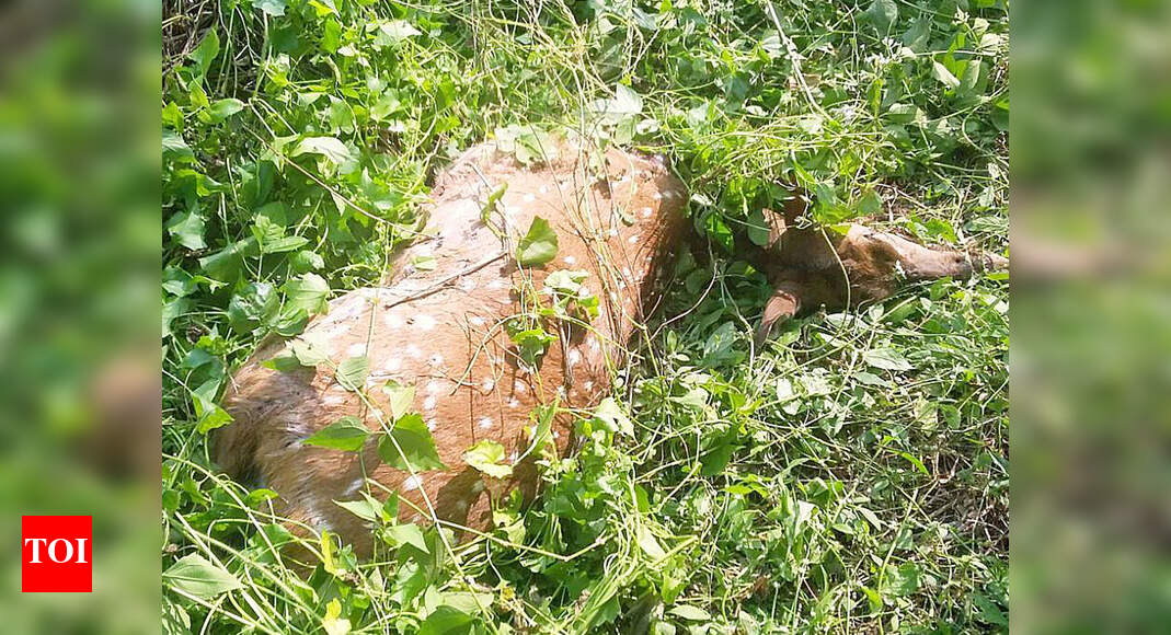 Deer Death: Six deer found dead outside Biligirirangana sanctuary ...