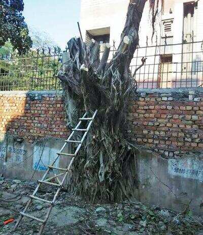 Rohini colony cuts trees for ‘better security’ | Delhi News - Times of ...