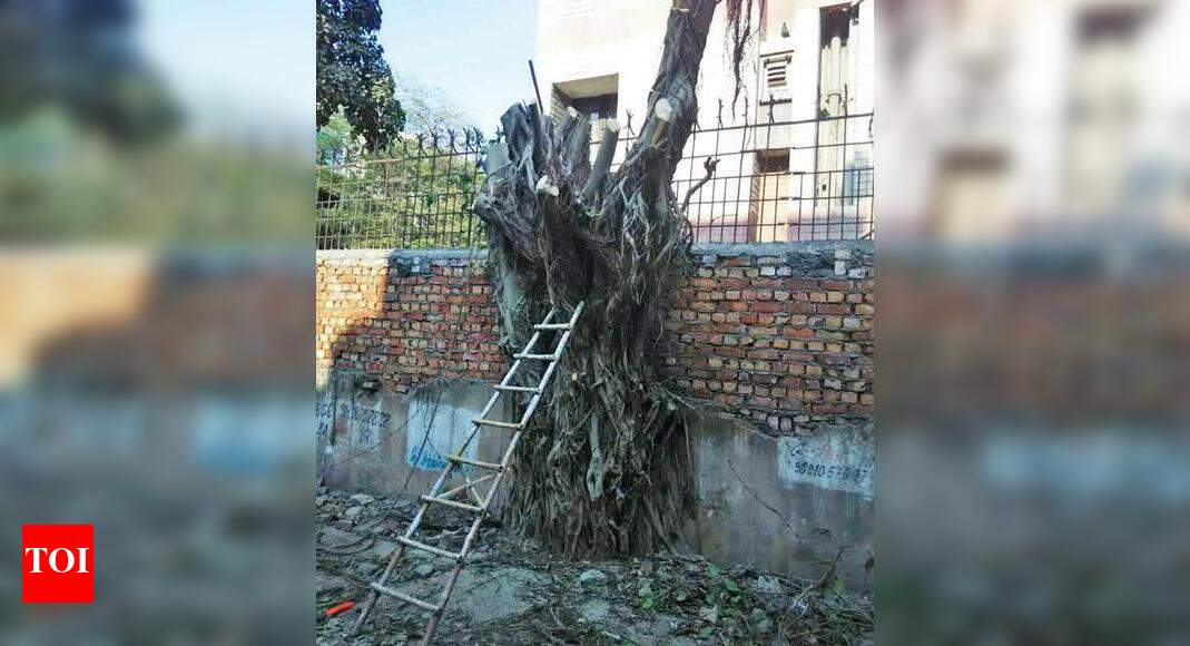 Rohini colony cuts trees for ‘better security’ | Delhi News - Times of ...