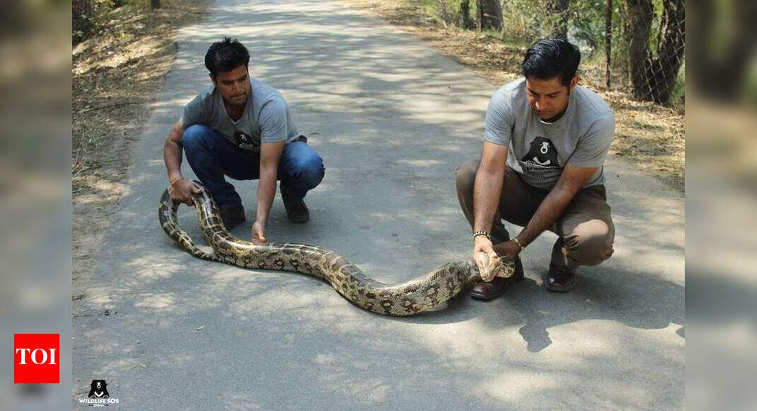 Snake Rescue: Villagers encounter a giant python in Agra | Agra News - Times of India