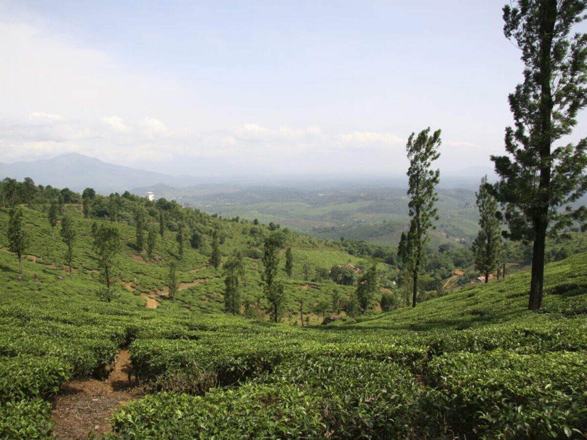 48 hours in Wayanad: Get the Detail of 48 hours in Wayanad on TimesTravel