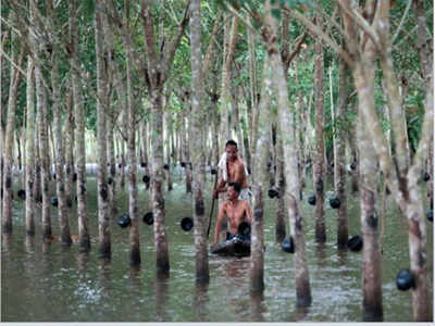 Lady IFS officer gives jolt to timber mafia | Chennai News - Times of India