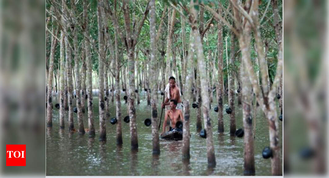 Lady IFS officer gives jolt to timber mafia | Chennai News - Times of India