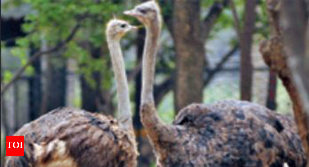 Ostriches lived in India 25,000 yrs ago: Study | Lucknow News - Times ...