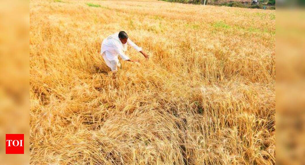 Rain, hailstorm damage standing crop in MP | Bhopal News - Times of India