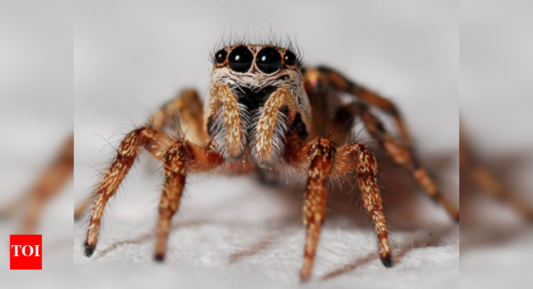 Infographic: Spiders – the world’s most voracious predators - Times of ...