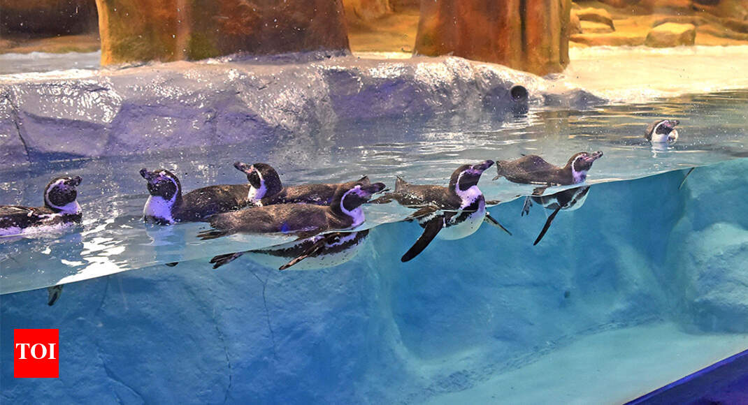 Humboldt penguins: Penguins make home in rockwork habitat at zoo ...