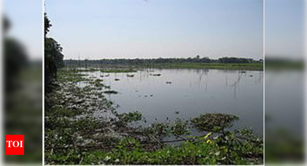 Healing touch for Deepor Beel | Guwahati News - Times of India