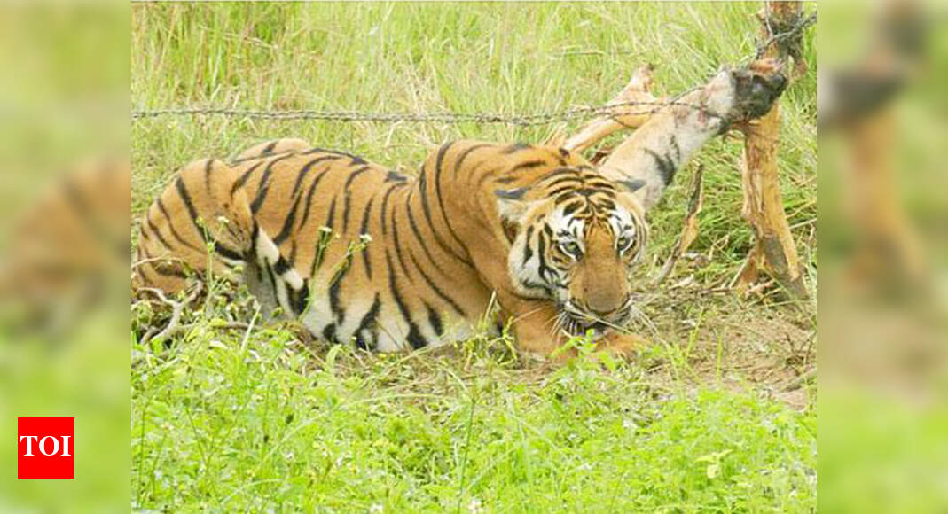 Tiger which killed two people found dead in Nainital zoo | Dehradun ...