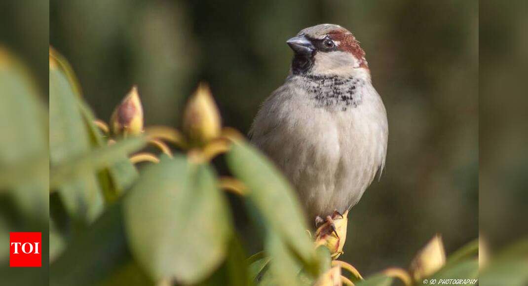 WWF: Young Bhopalis get together to save the sparrows: World Sparrow ...
