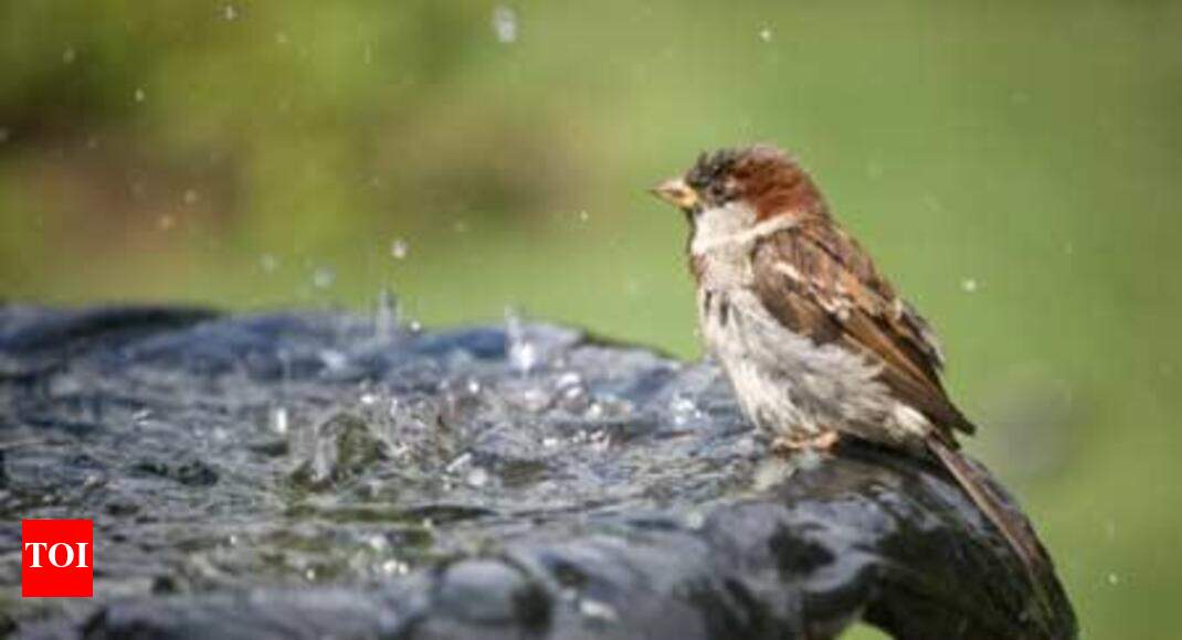 Bird lovers worried over lonely birds plucking feathers out of ...
