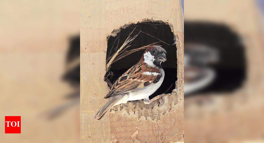 Sparrow Day: Where have the sparrows gone? | Ahmedabad News - The Times ...