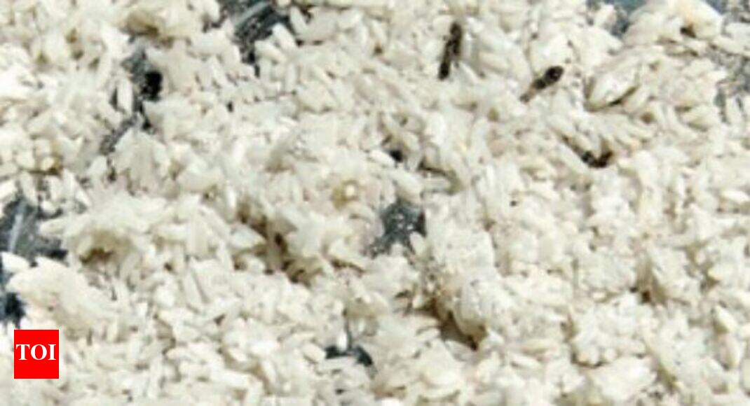 Worms in rice stump Gadag residents | Hubballi News - Times of India
