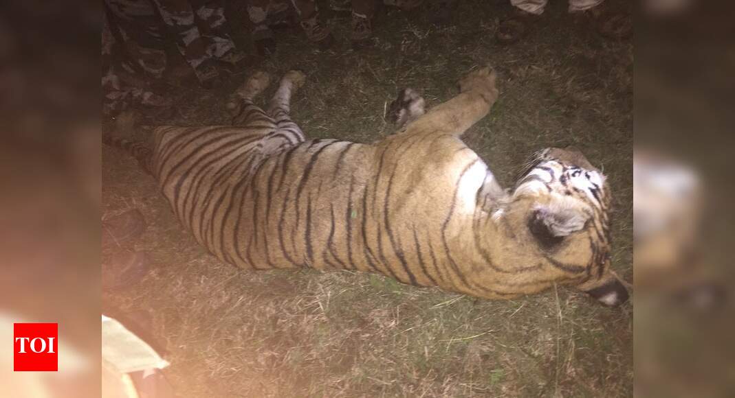 NTCA team to submit report on tiger death in 3 days | Dehradun News ...
