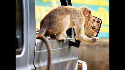 After 30 hours, electrocuted monkey gets aid | Thane News - Times of India