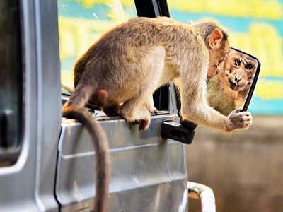 After 30 hours, electrocuted monkey gets aid | Thane News - Times of India