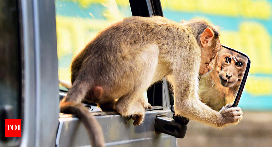 After 30 hours, electrocuted monkey gets aid | Thane News - Times of India