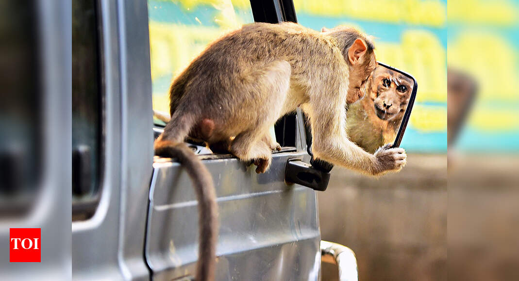 After 30 hours, electrocuted monkey gets aid | Thane News - Times of India