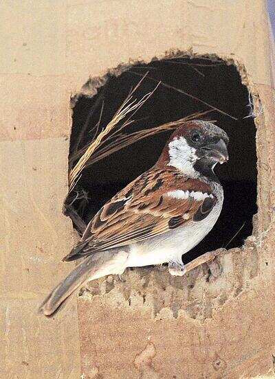 Bird houses fail to attract sparrows, most lie vacant | Lucknow News ...