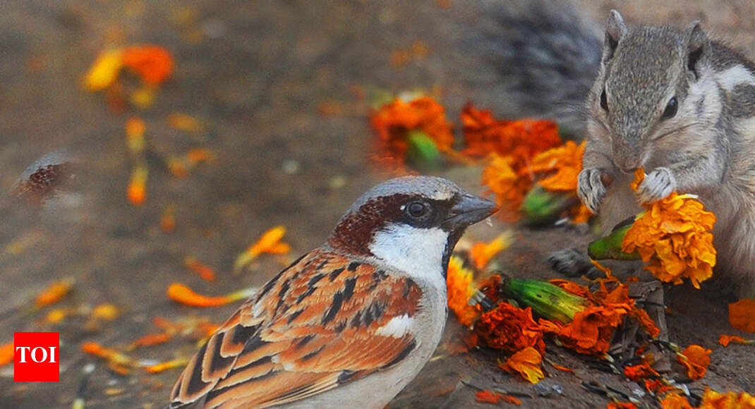 Where are the chirpy wonders, cry denizens | Vijayawada News - Times of ...