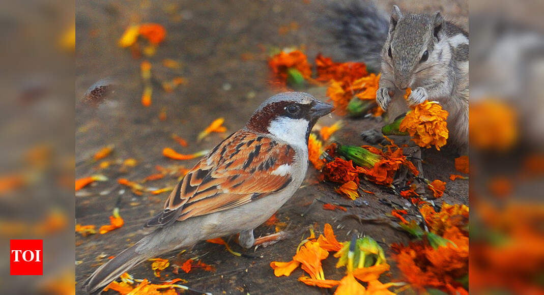 Where are the chirpy wonders, cry denizens | Vijayawada News - Times of ...