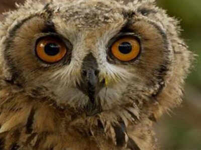 Dehydrated owl, injured kite rescued | Navi Mumbai News - Times of India