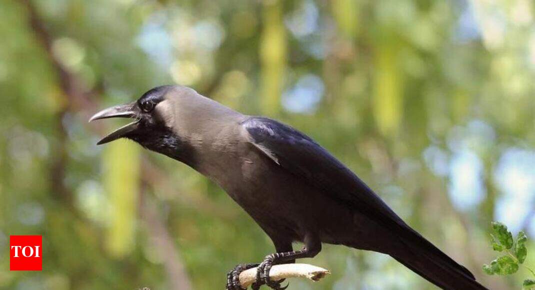 Crows fly out of India as foreign shores beckon | Mysuru News - Times ...
