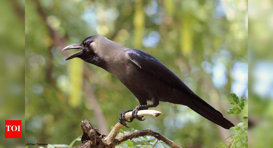Crows fly out of India as foreign shores beckon | Mysuru News - The ...
