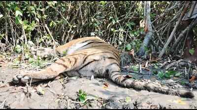 Post-mortem report says tiger died due to excessive bleeding | Dehradun ...