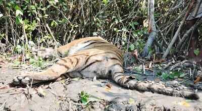 Post-mortem report says tiger died due to excessive bleeding | Dehradun ...