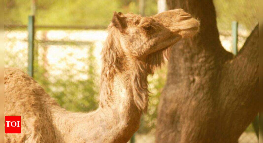 Camel kills master, shot dead by villagers | Jaipur News - Times of India