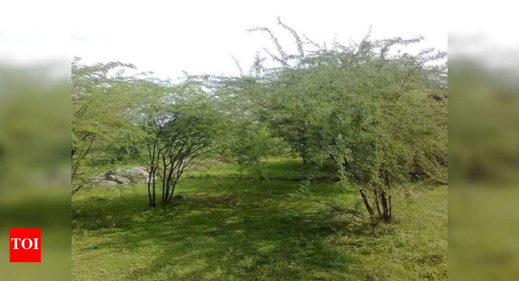 Notices issued to more than 15,000 residents for removal of juliflora ...