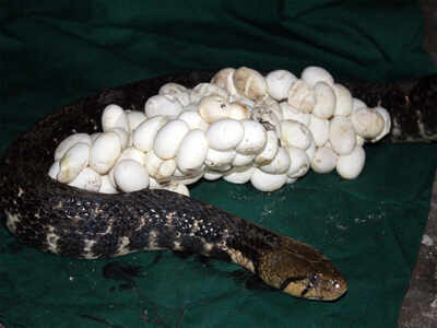 Rescued eggs of checkered keelback snake hatch; activists overjoyed ...