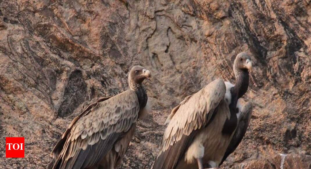 8 vultures bred in captivity in Haryanato be released into wild - Times ...