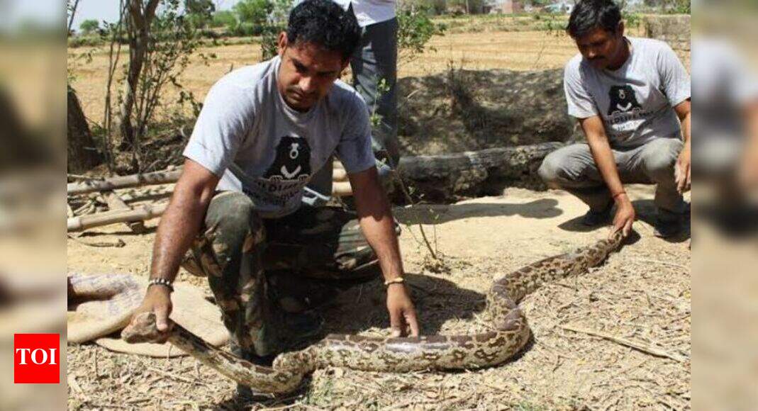 Python Rescued: Python trapped inside 40 foot deep uncovered well ...