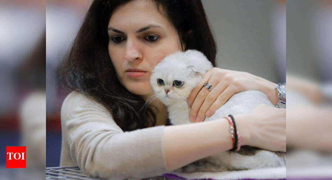Cats like human interaction more than food: Study - Times of India