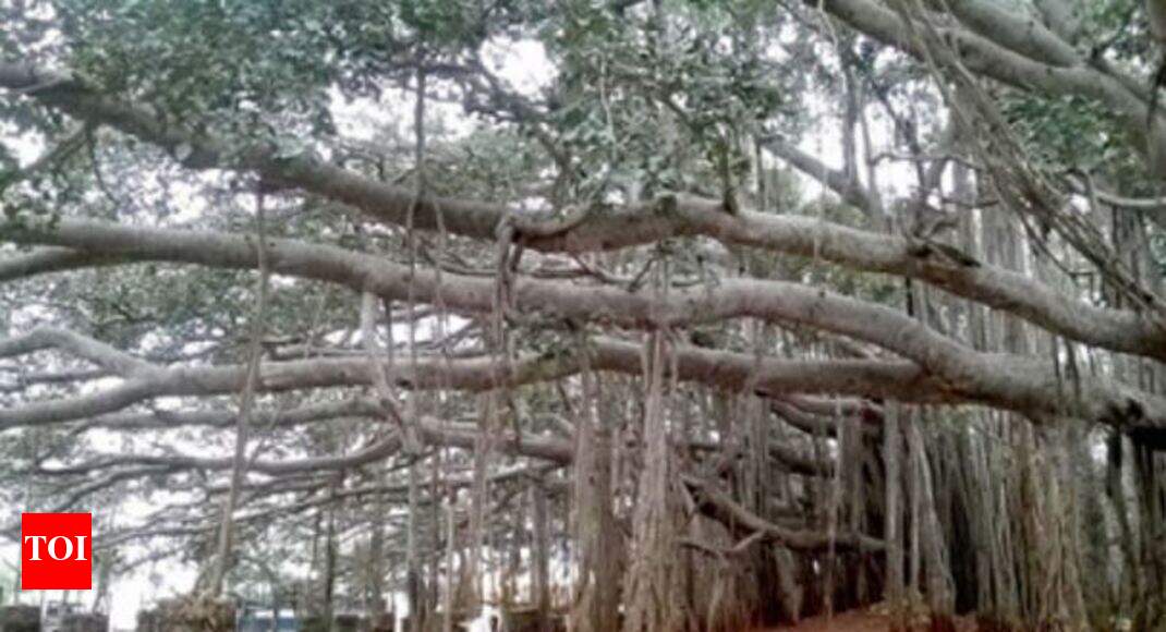 400-year-old Big Banyan Tree needs more space to spread branches ...