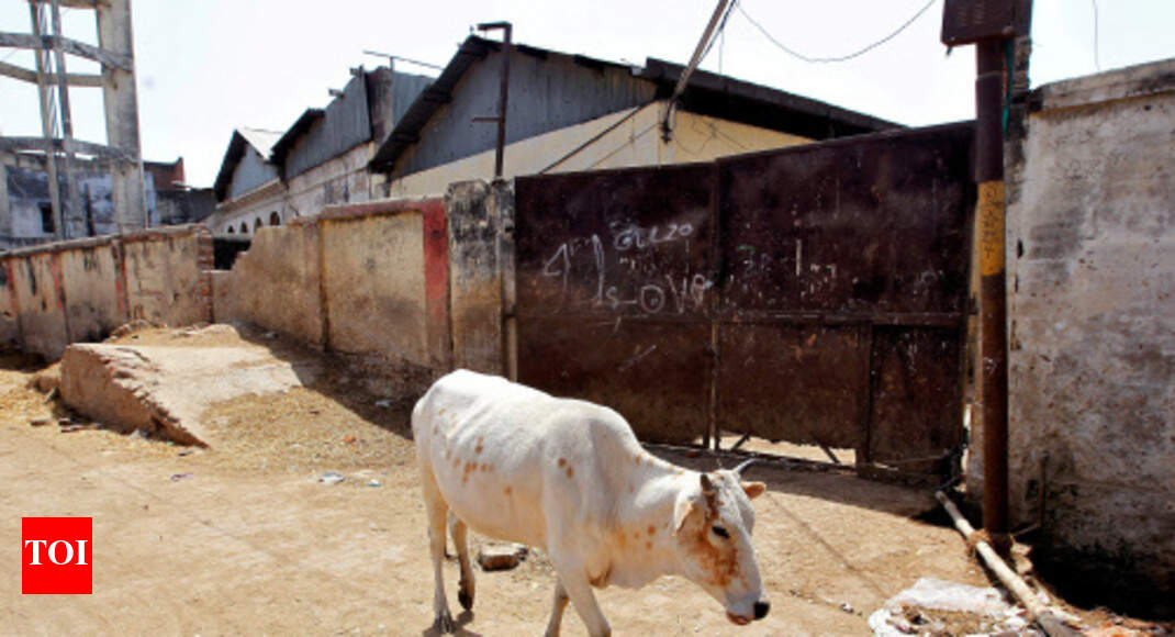 cow slaughter: Cow slaughter allowed in most northeastern states ...