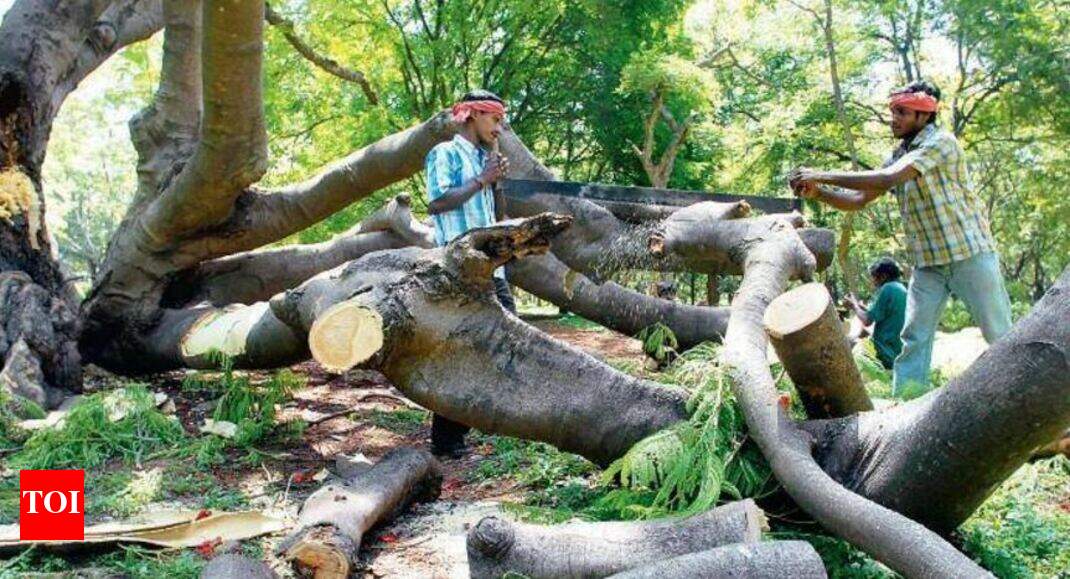 Nashik Municipal Corporation continues to hack trees on 5th consecutive ...
