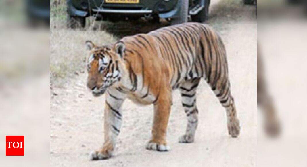 Prince: Bandipur's celebrity tiger Prince is dead | Mysuru News - Times ...