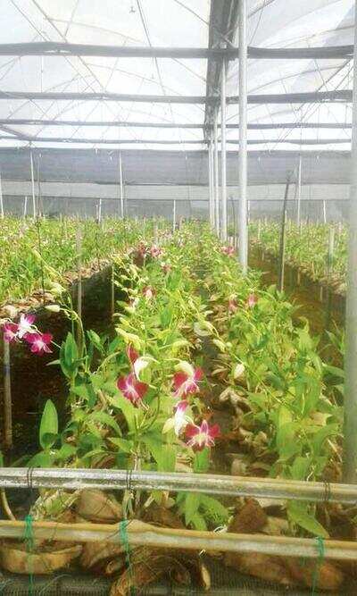 Orchid Flower Plantation In India | Best Flower Site