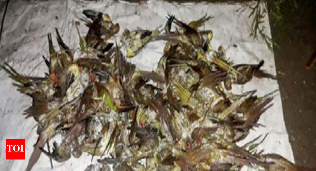 Squall leaves 350 parrots dead in Palanpur, tin houses destroyed ...