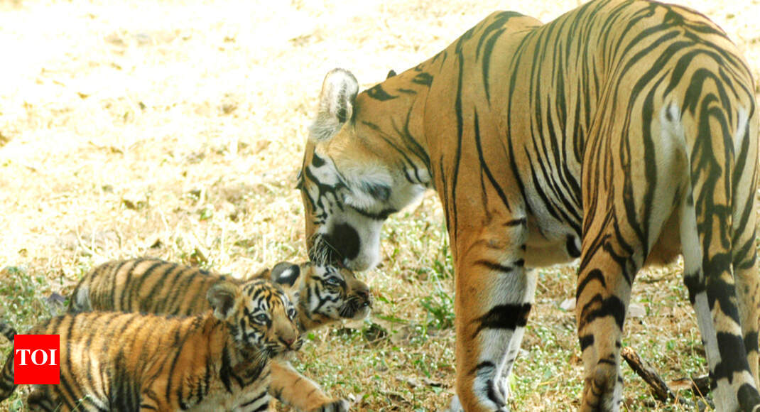 Trusha: Zoo welcomes Trusha's new cubs | Kanpur News - Times of India